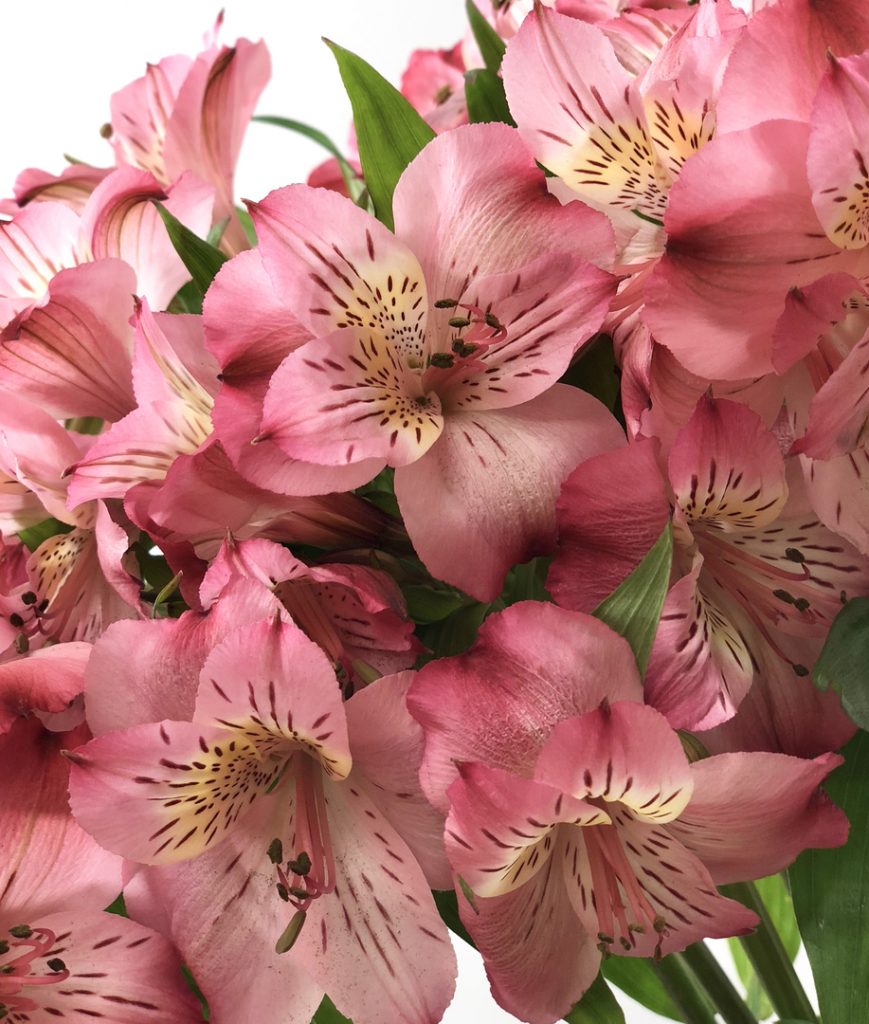 Alstroemeria Nora – Andean Fields International