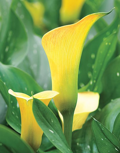Callas White – Andean Fields International