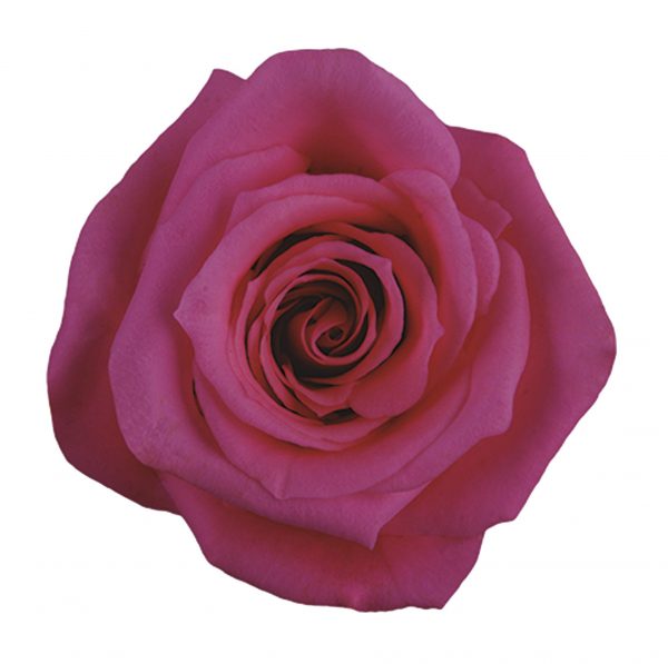 All Roses Hot Pink | Andean Fields International