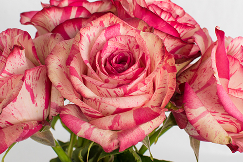 Roses – Andean Fields