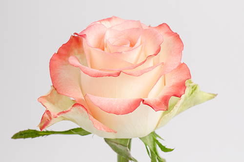 Roses – Andean Fields