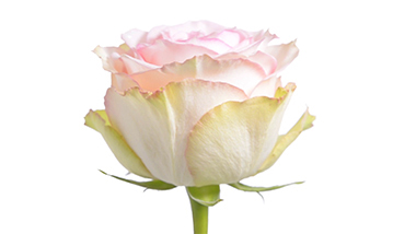 Roses – Andean Fields