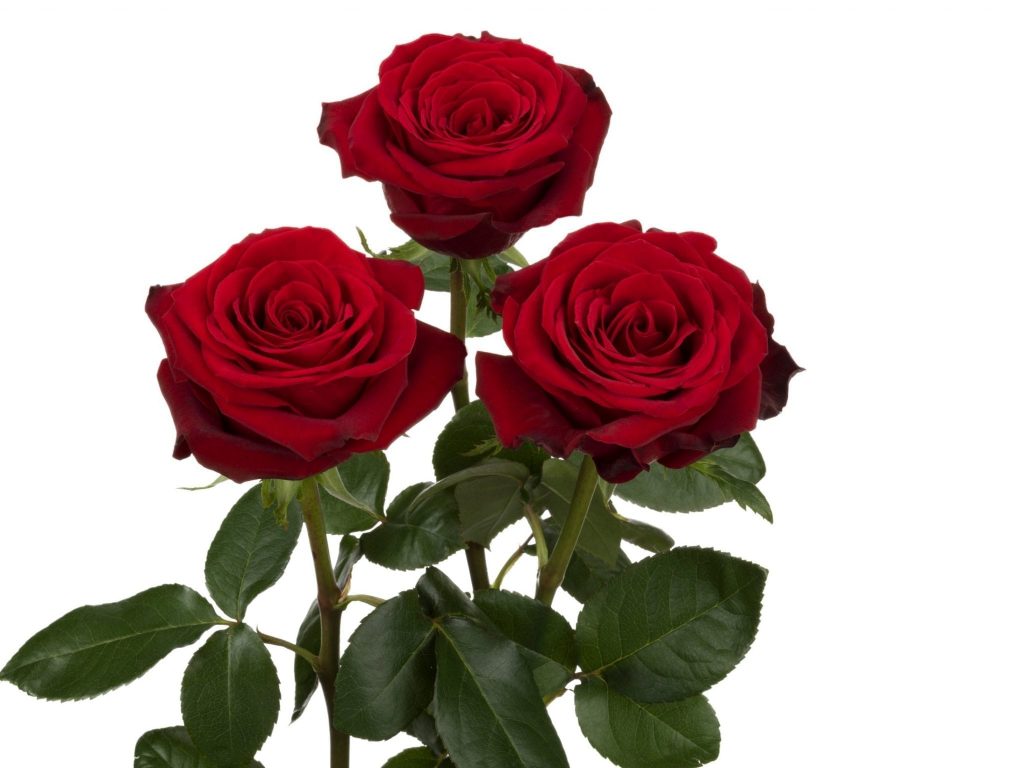 Freedom – Andean Fields International