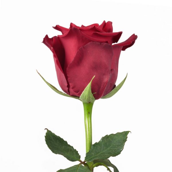 Roses – Andean Fields