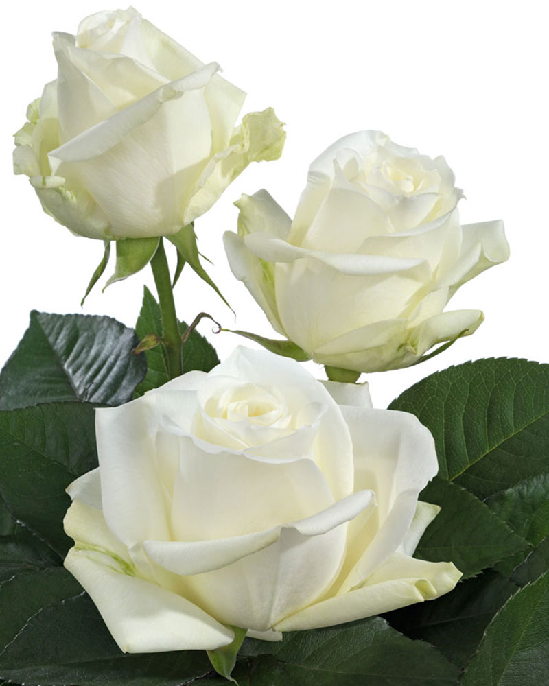 Sugar Doll – Andean Fields International