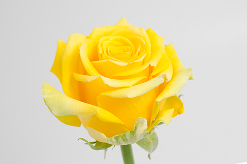 Roses – Andean Fields