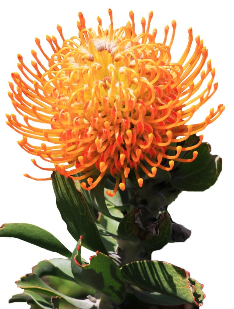 All Leucospermum | Andean Fields International