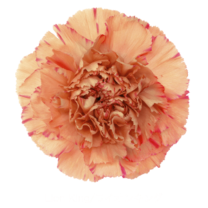 All Orange Carnations | Andean Fields International