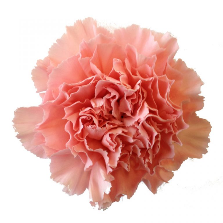 All Carnations | Andean Fields International