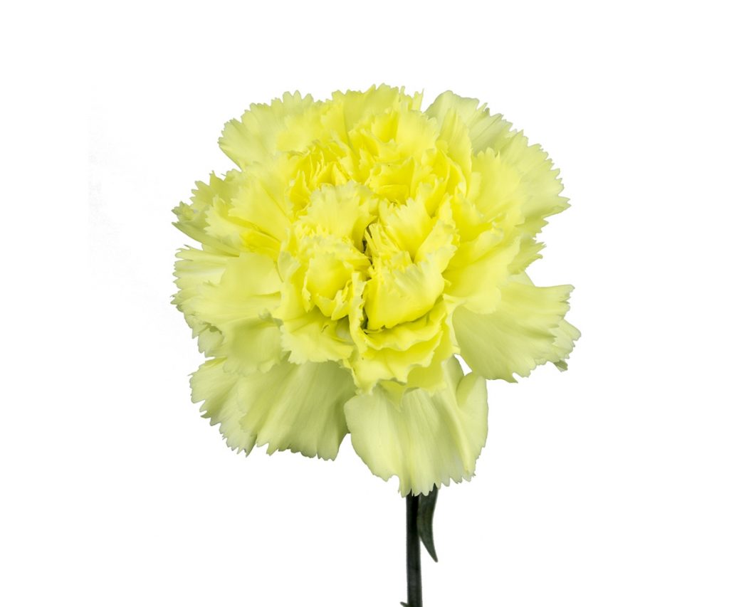 Carnation Janeiro – Andean Fields International