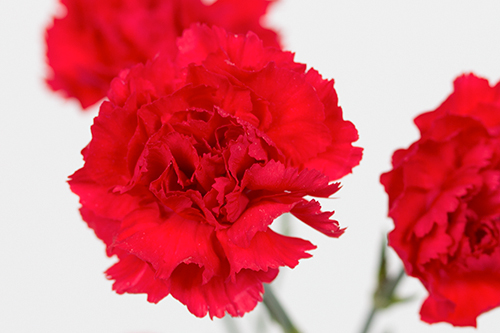 Rony – Andean Fields International