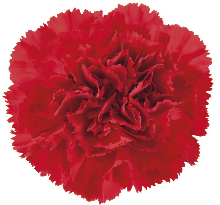 All Carnations | Andean Fields International