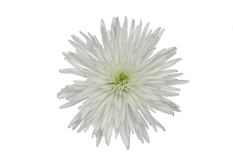 Trinity Star – Andean Fields International