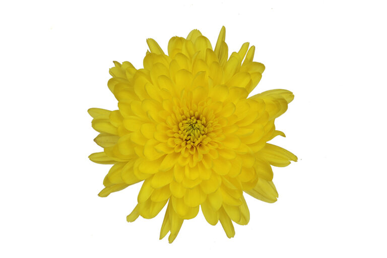 Yellow Disbuds – Andean Fields International